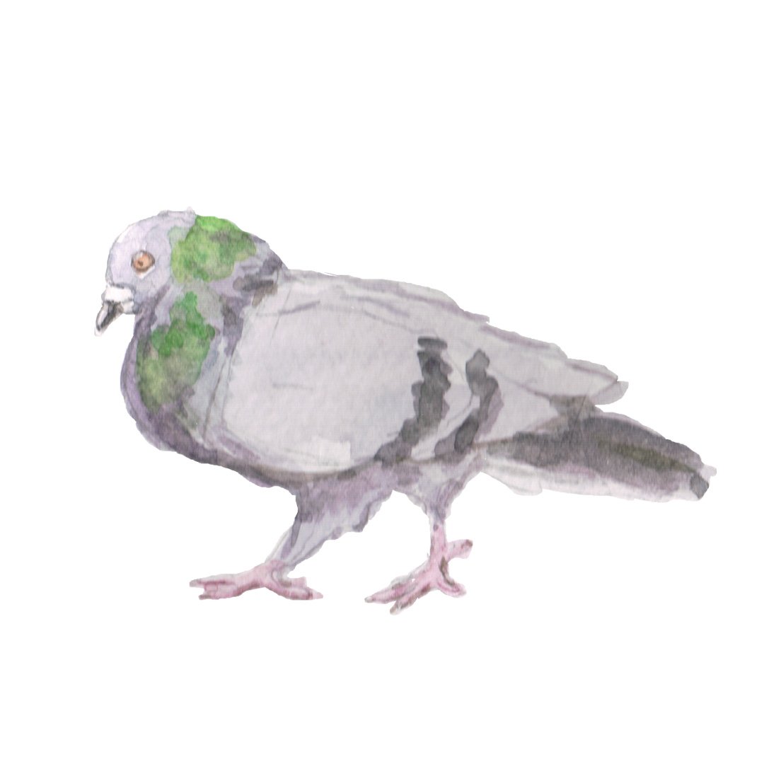 Pigeons - KATHERINE TYRER ILLUSTRATOR