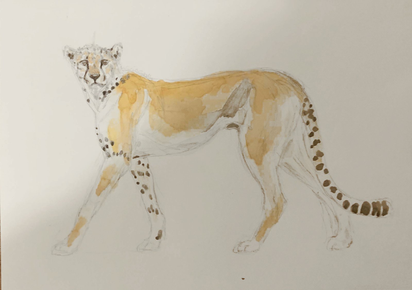 How to Paint a Cheetah in Watercolour - KATHERINE TYRER ILLUSTRATOR